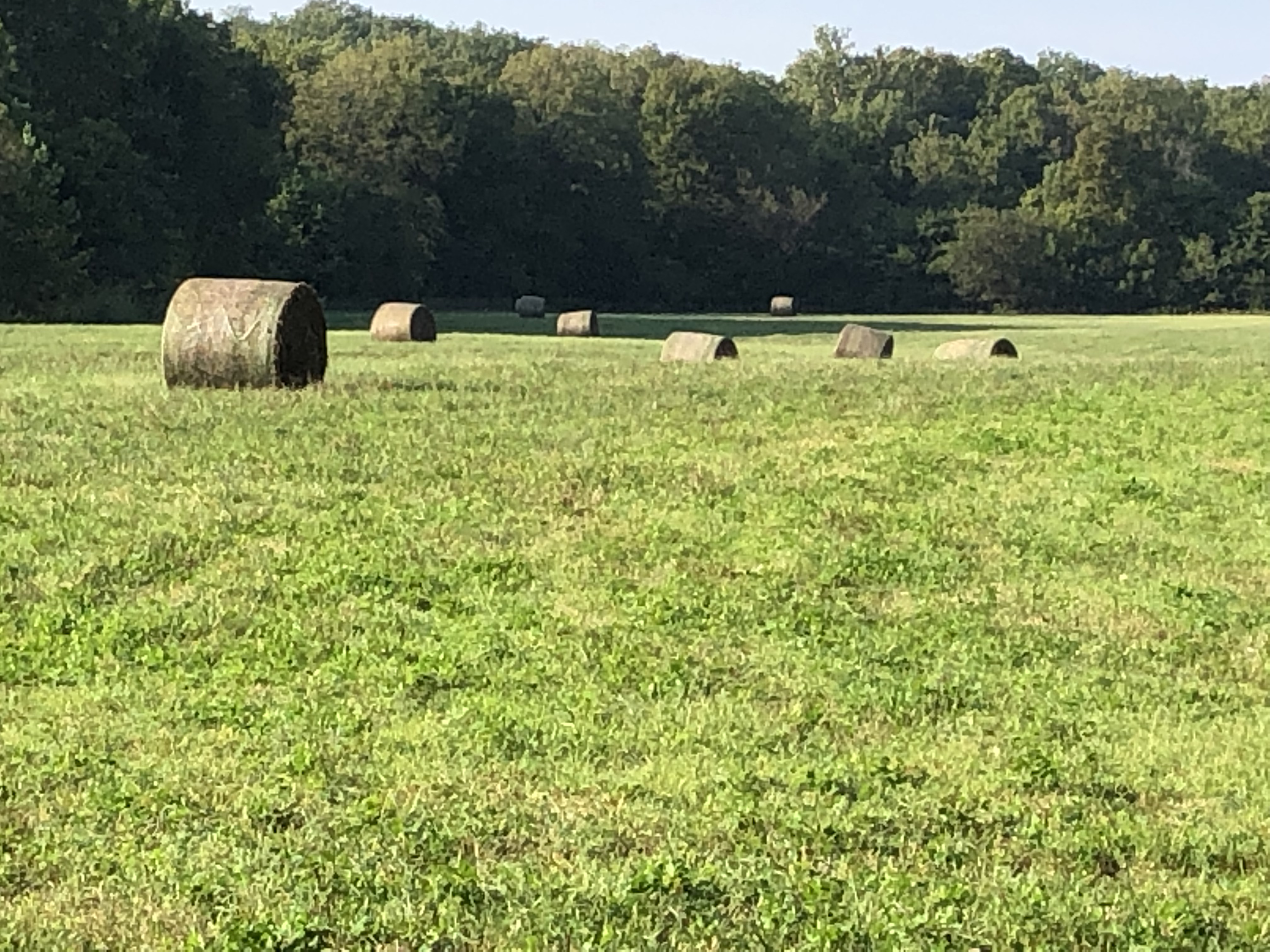 Hay – Perspective Farms